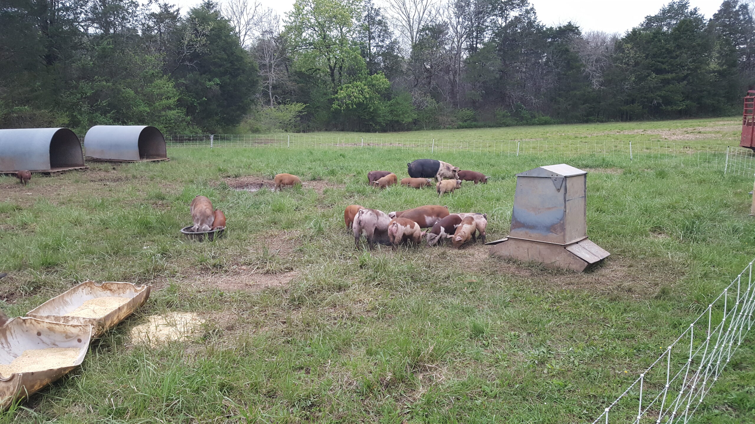 Field of Dreams Farm – Unconfined Food, Unconventional Farmers