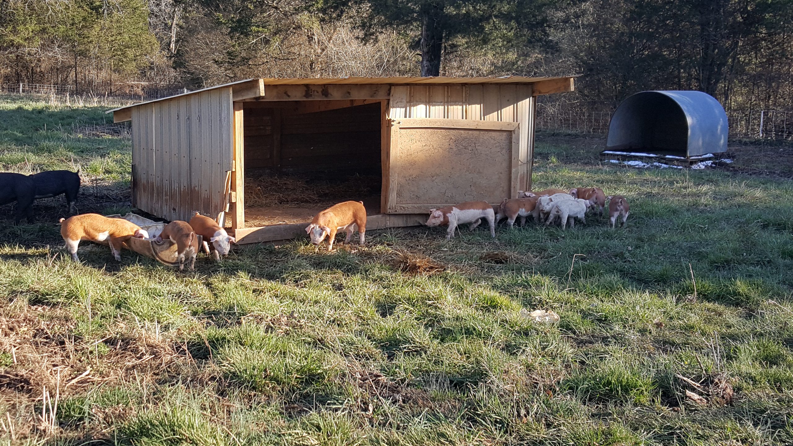 Field of Dreams Farm – Unconfined Food, Unconventional Farmers