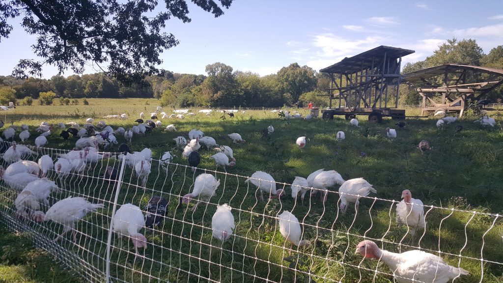 Turkeys are almost ready! – Field of Dreams Farm